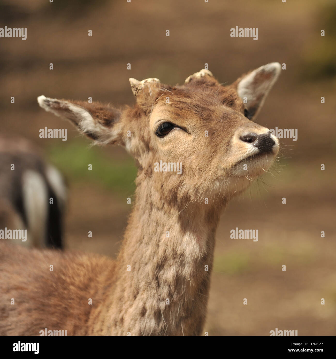 Prickett deer hi-res stock photography and images - Alamy