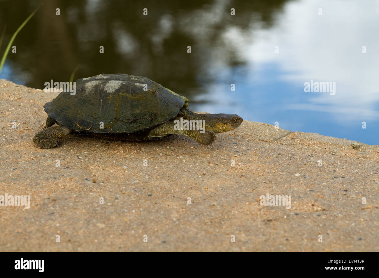 Terrapin on bridge Stock Photo - Alamy
