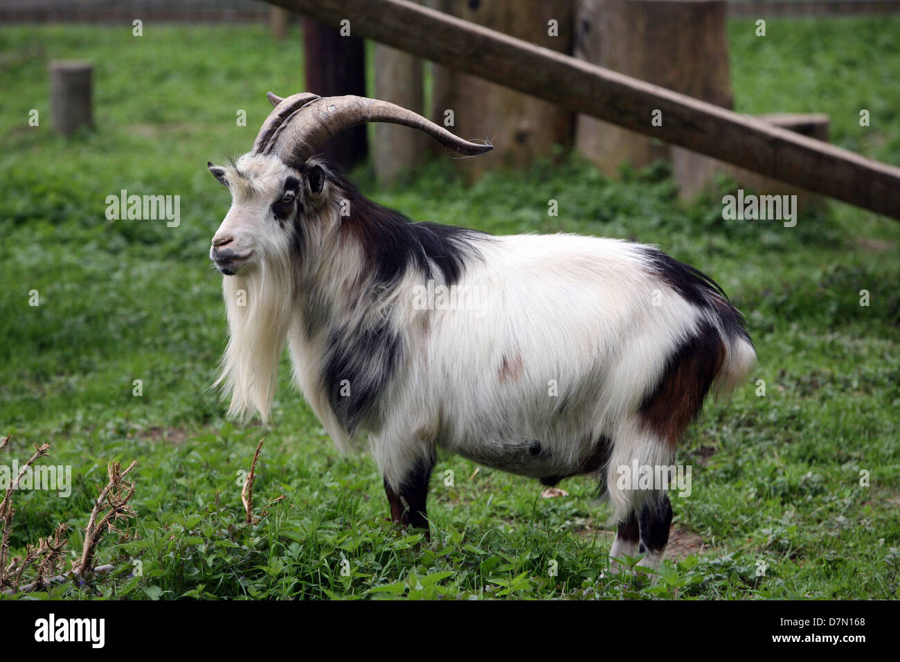 The Bagot goat is a rare British breed known for its distinctive black ...