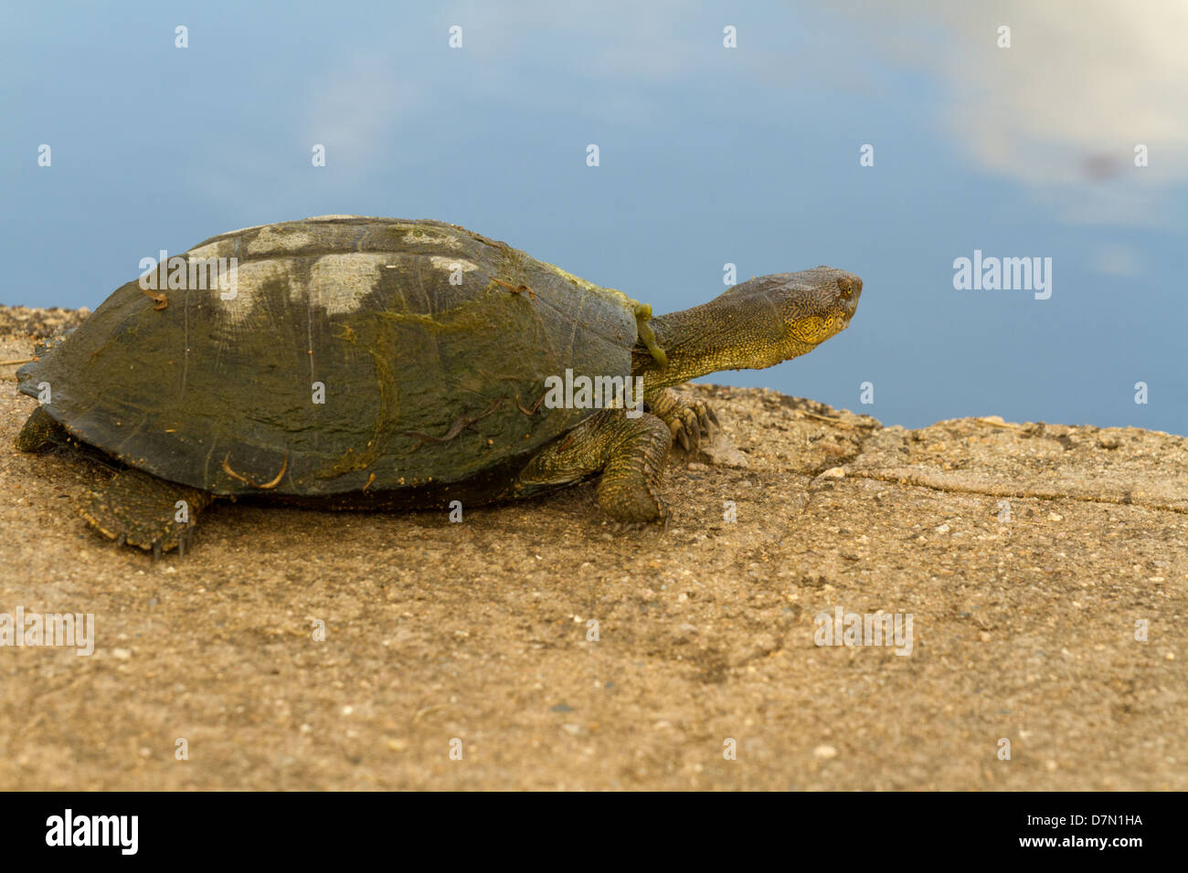 Terrapin on bridge Stock Photo - Alamy