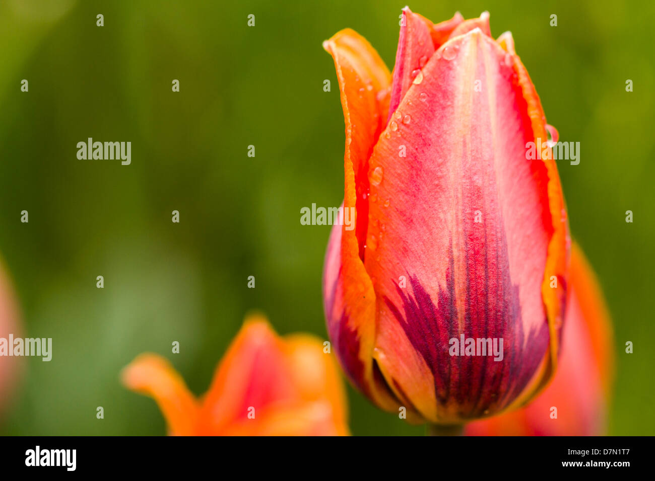 Spring garden in full bloom Stock Photo - Alamy