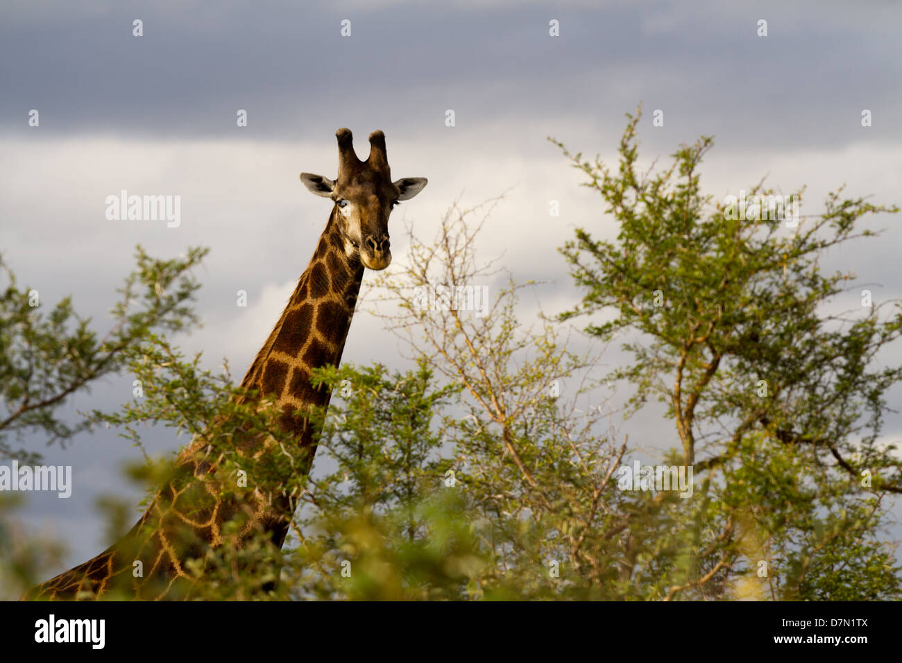 Giraffe dark colours Stock Photo - Alamy