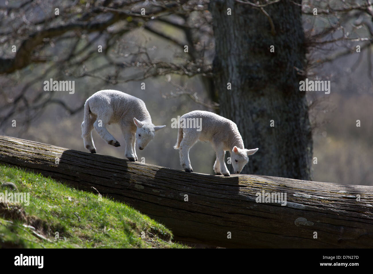 Lamb climb on sheep hi-res stock photography and images - Alamy