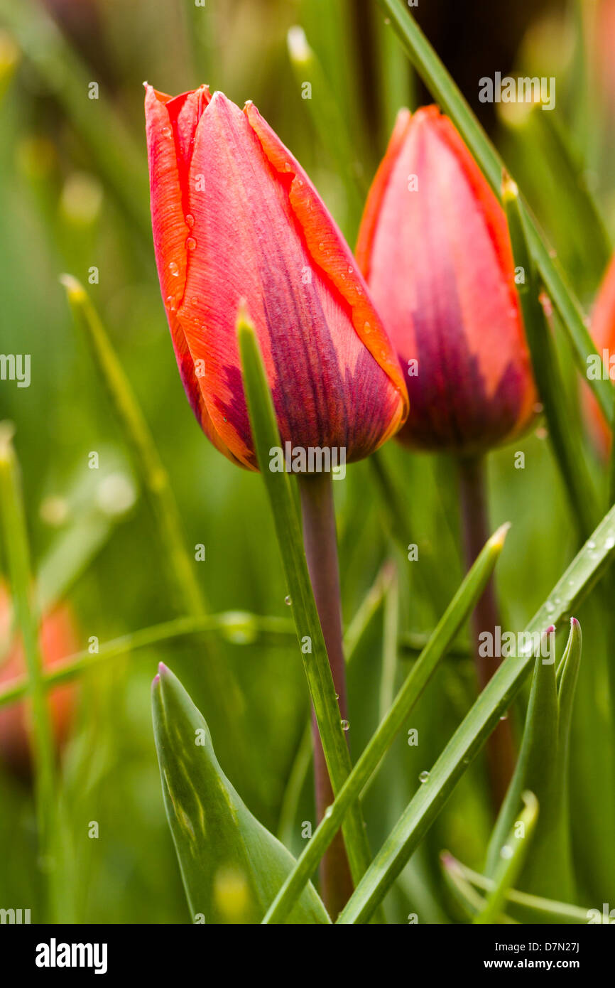 Spring garden in full bloom Stock Photo - Alamy