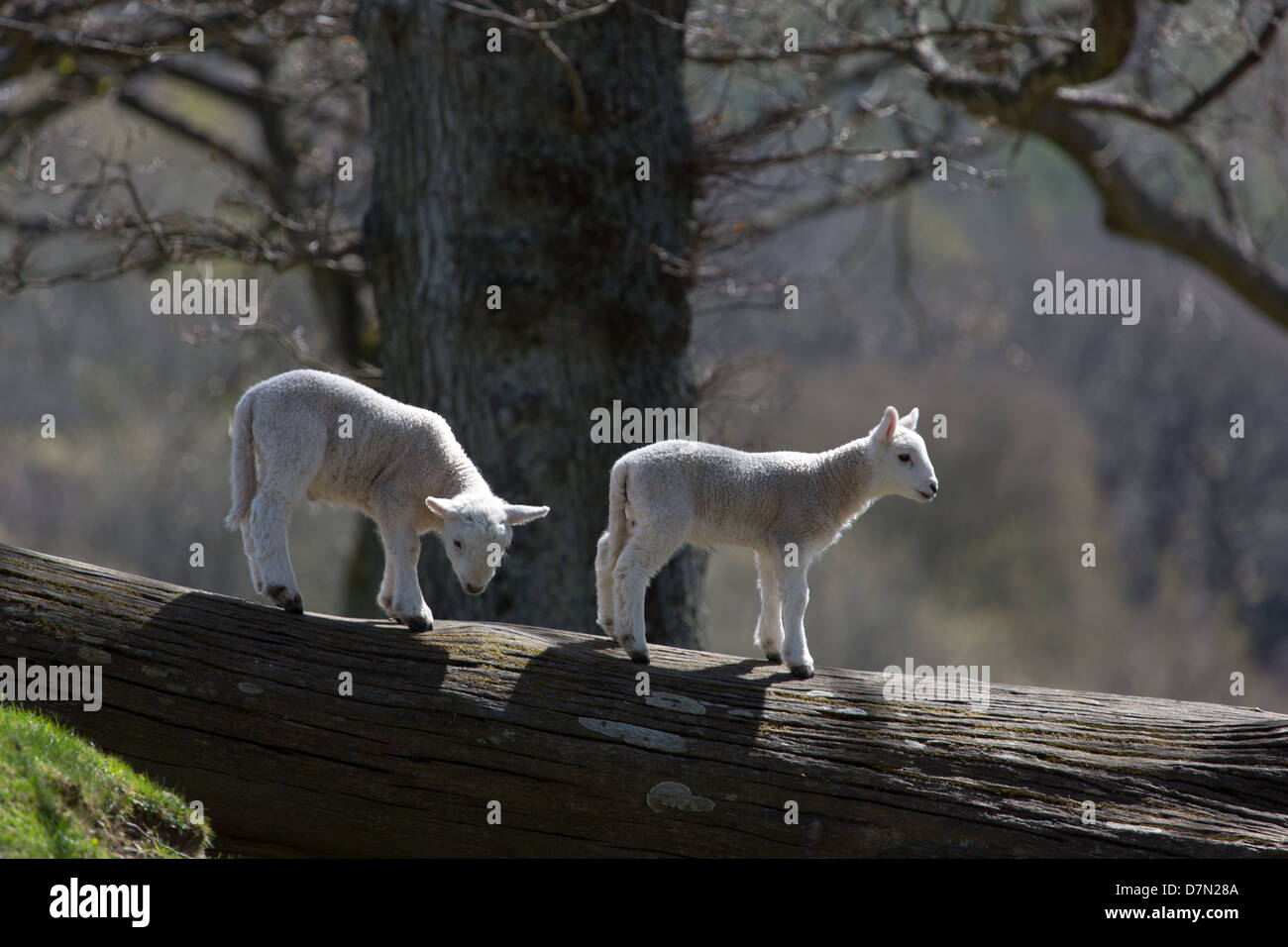 Two lambs climbing on a fallen tree Stock Photo - Alamy