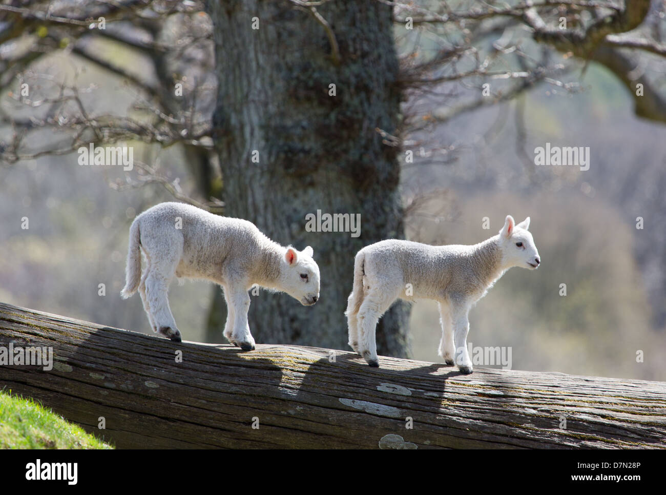 Climbing lamb hi-res stock photography and images - Alamy