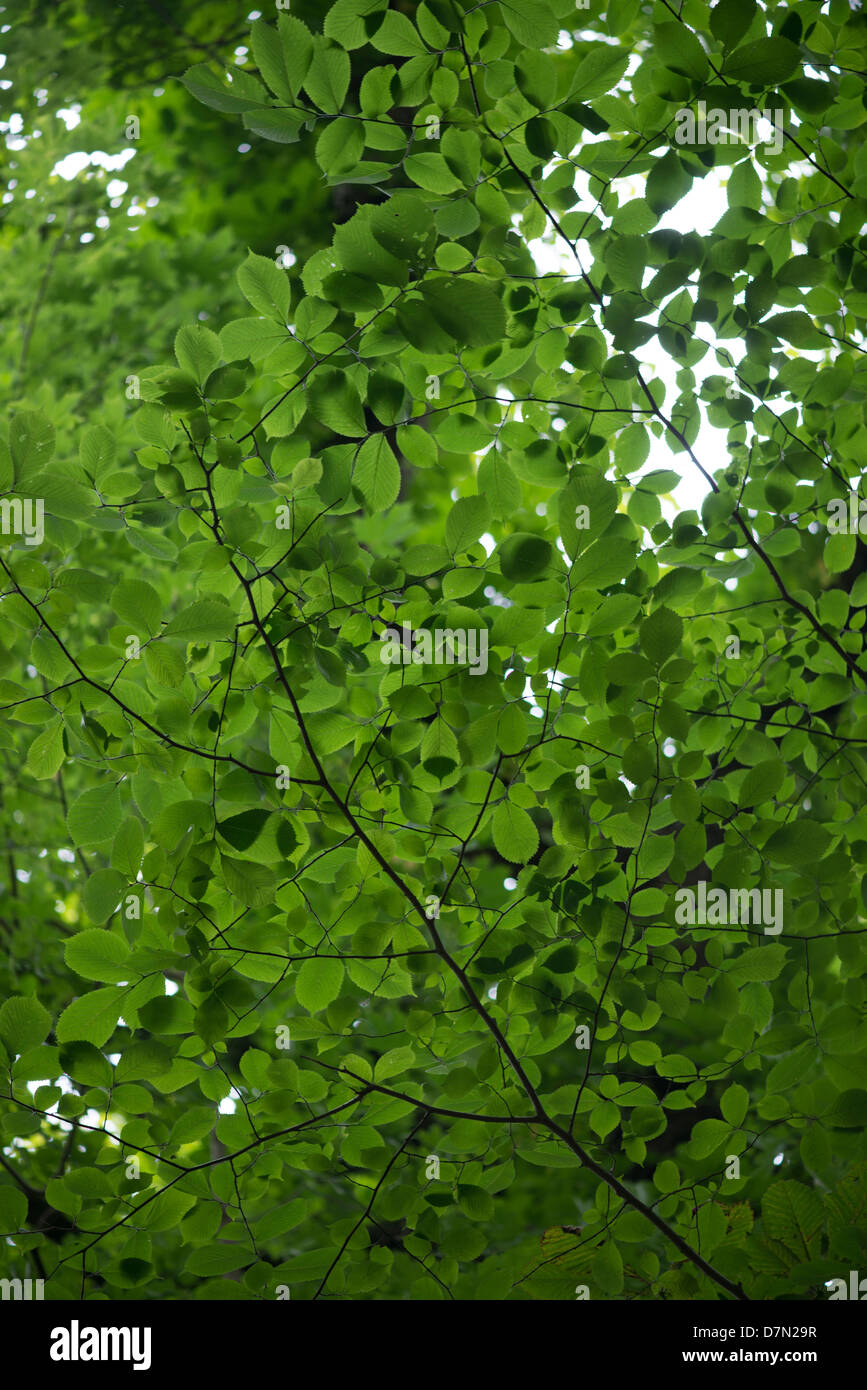 Leafs of asp tree Stock Photo - Alamy