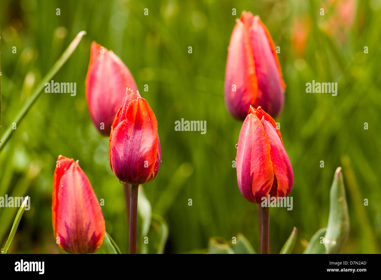 Spring garden in full bloom Stock Photo - Alamy