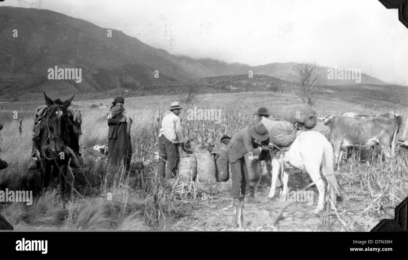 Husking corn hi-res stock photography and images - Alamy