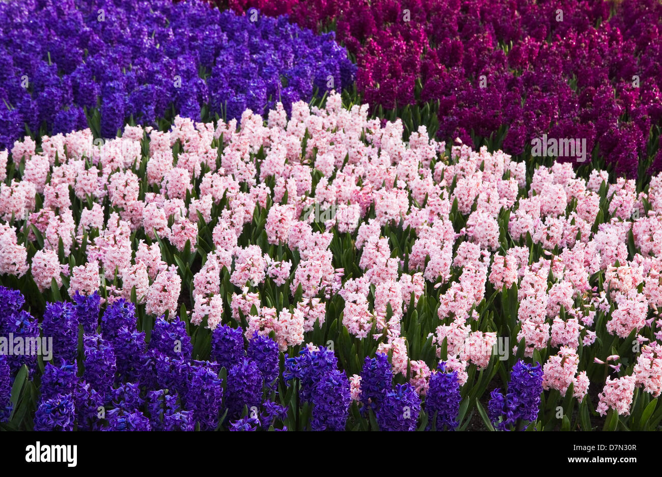 Spring hyacinths hi-res stock photography and images - Alamy