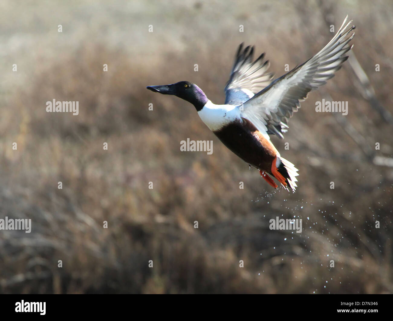 Male Northern Shoveler (Anas clypeata) taking off into flight Stock ...