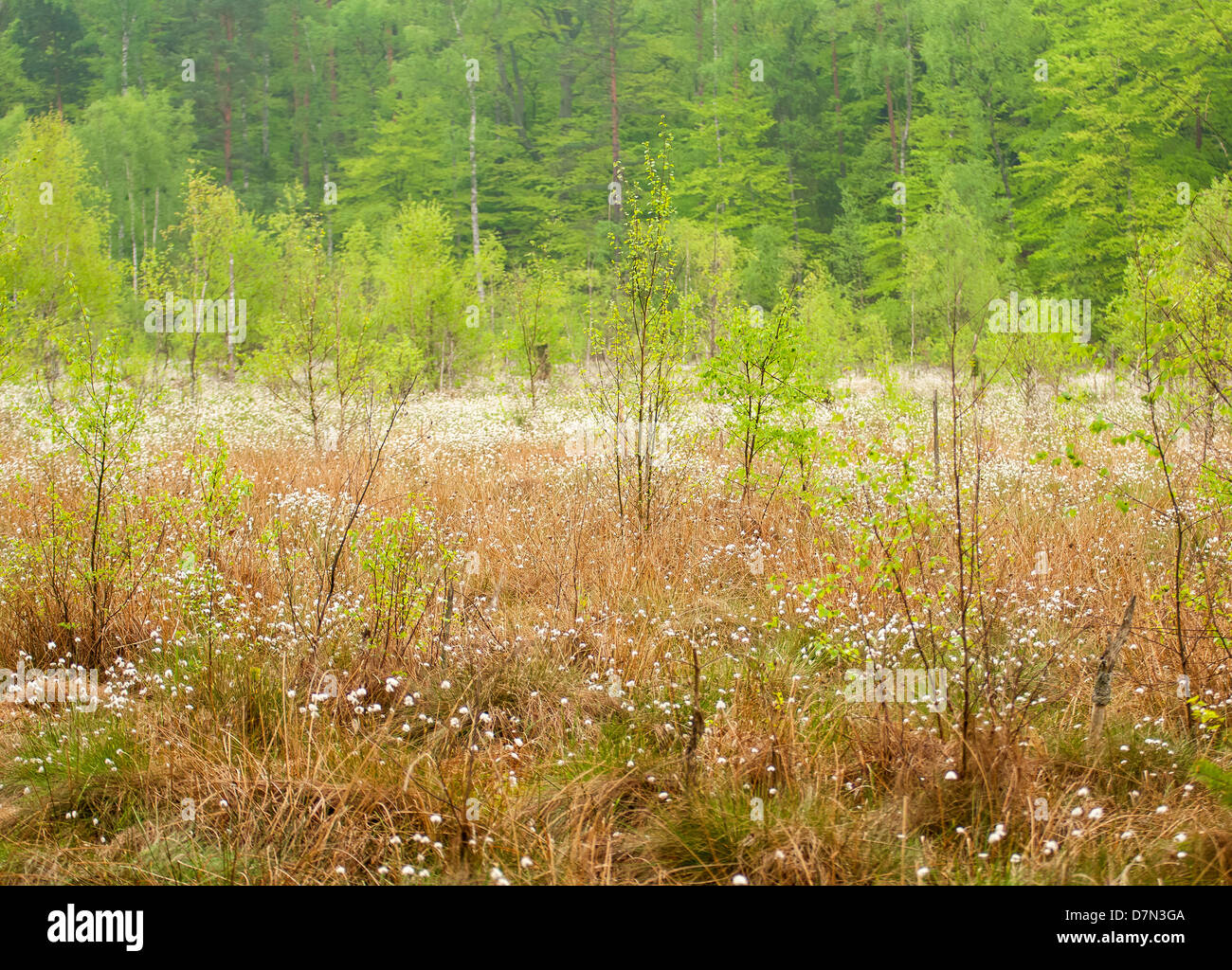 Swamp tree birch pine pinus wood forest hi-res stock photography and ...