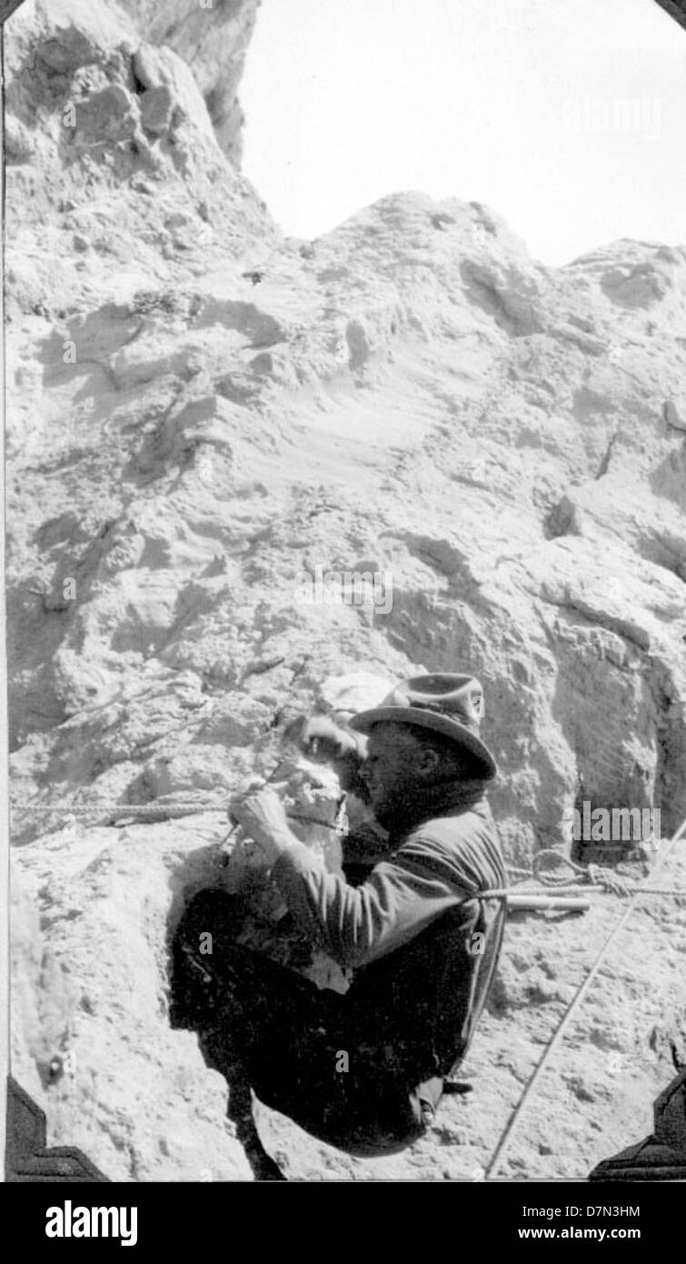 A photograph of Robert C. Thorne working on a Doedicurus skeleton as ...