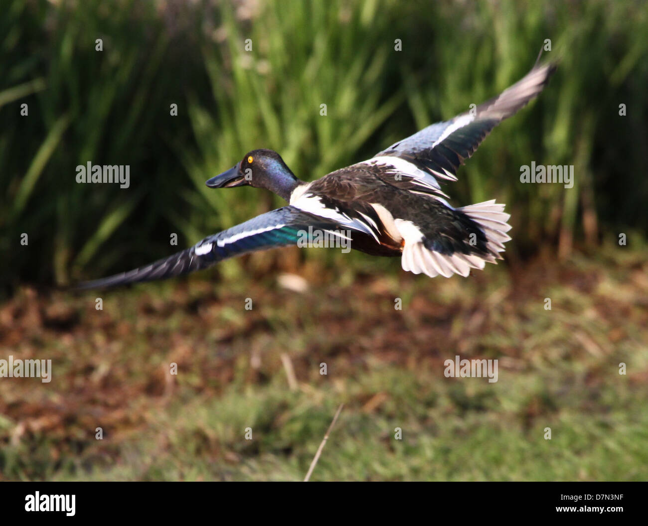 Male Northern Shoveler (Anas clypeata) in flight Stock Photo - Alamy