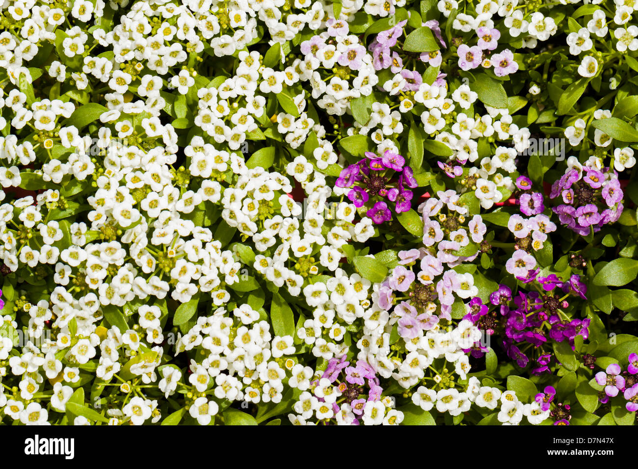 Spring garden in full bloom Stock Photo - Alamy