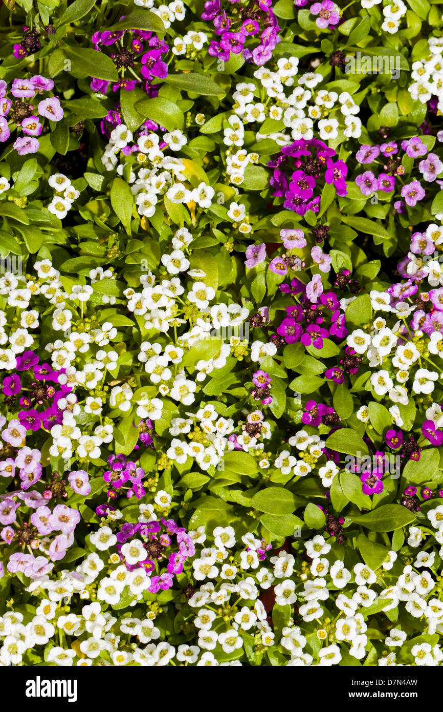 Spring garden in full bloom Stock Photo - Alamy