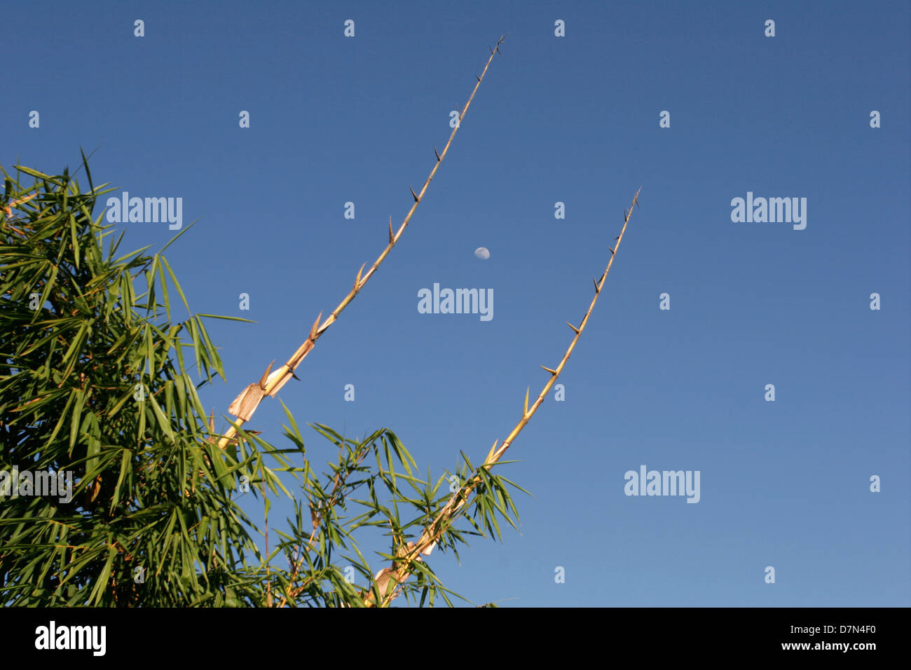 Bamboo growth in Vang Vieng Stock Photo - Alamy