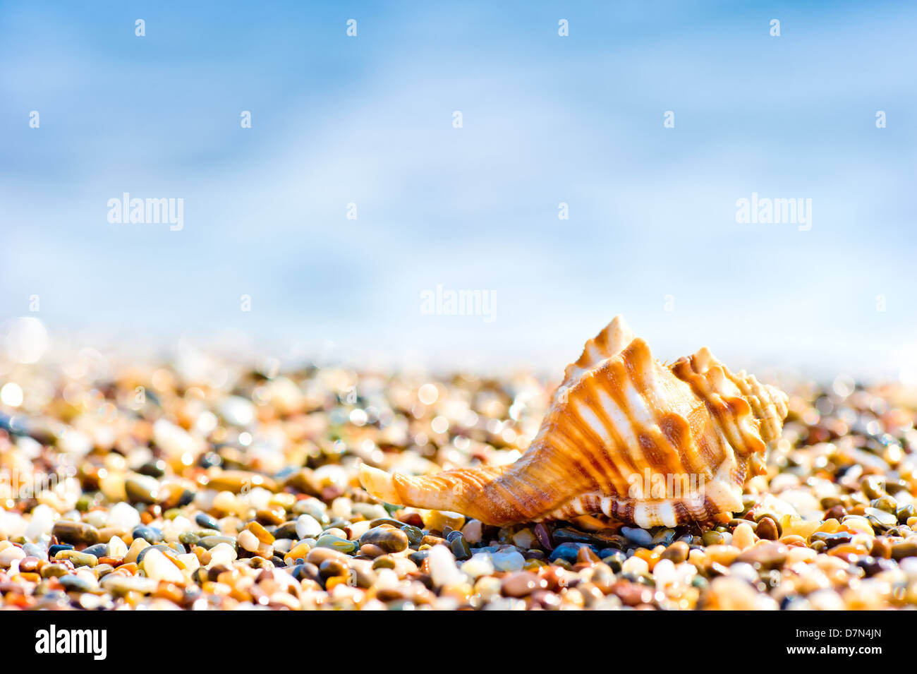 Conch shell on pebble beach hi-res stock photography and images - Alamy