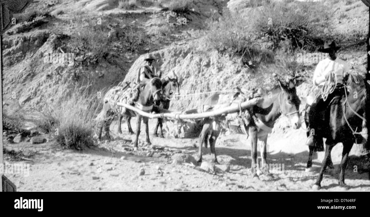 This image shows Elmer Riggs and his team packing fossils on a mule ...