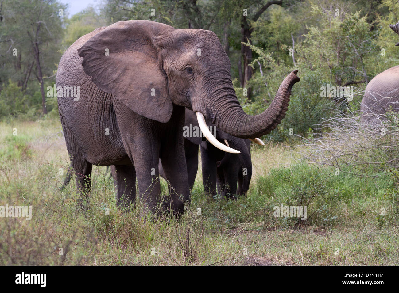 Elephant trunk in the air hi-res stock photography and images - Alamy