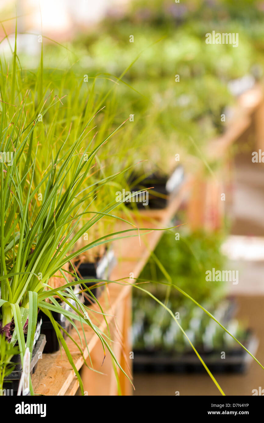 Spring flowers on display at local nursery Stock Photo - Alamy