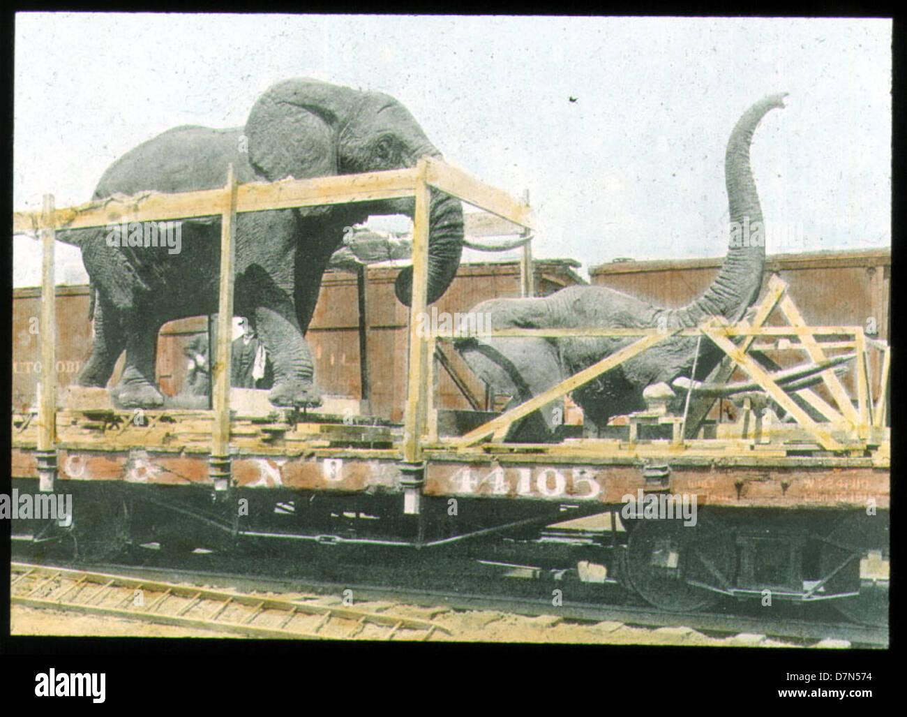 Carl E. Akeley’s taxidermy team moves fighting African elephants to the ...