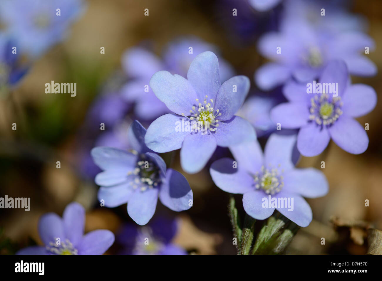 Anemone hepatica Hepatica liverwort kidneywort pennywort, is a ...