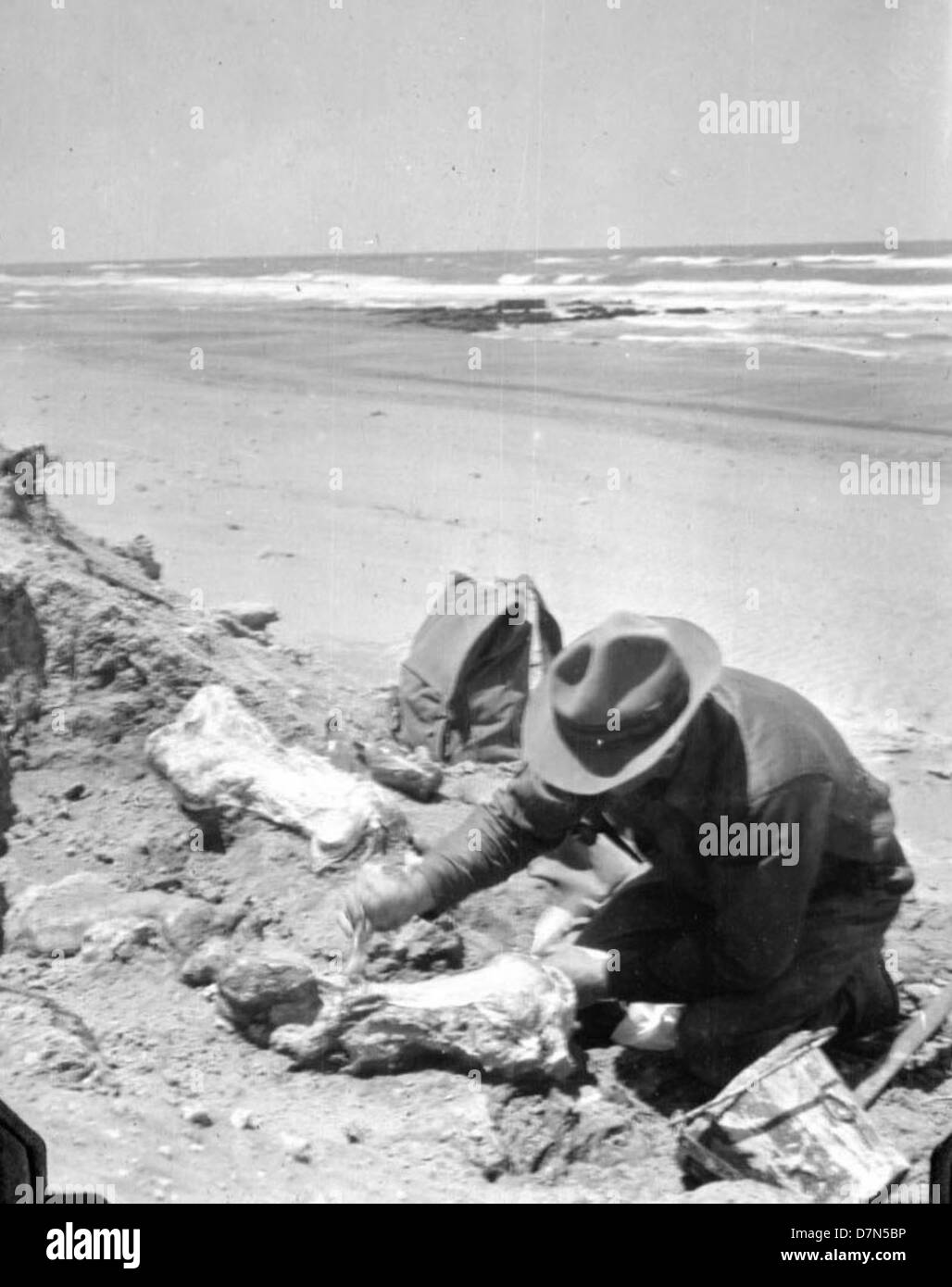 Man on beach with fossils Stock Photo - Alamy