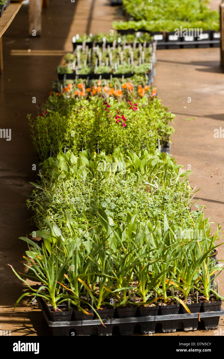Spring flowers on display at local nursery Stock Photo - Alamy