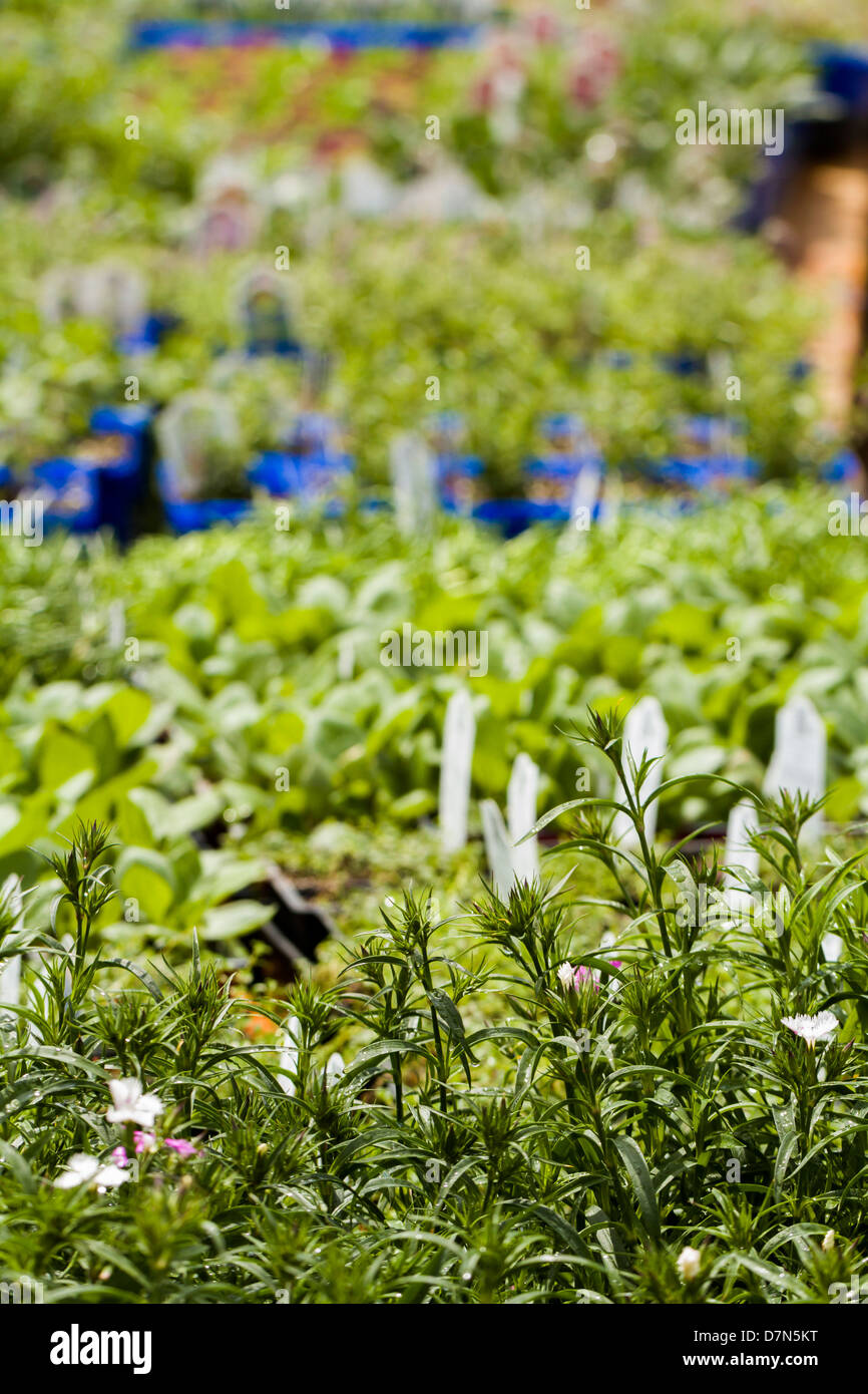 Spring flowers on display at local nursery Stock Photo - Alamy