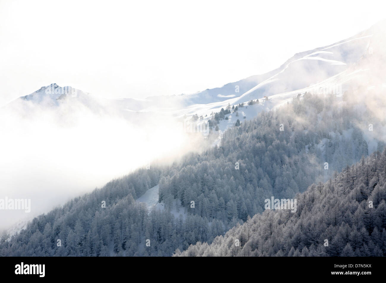 Alpine wood in Winter Stock Photo - Alamy