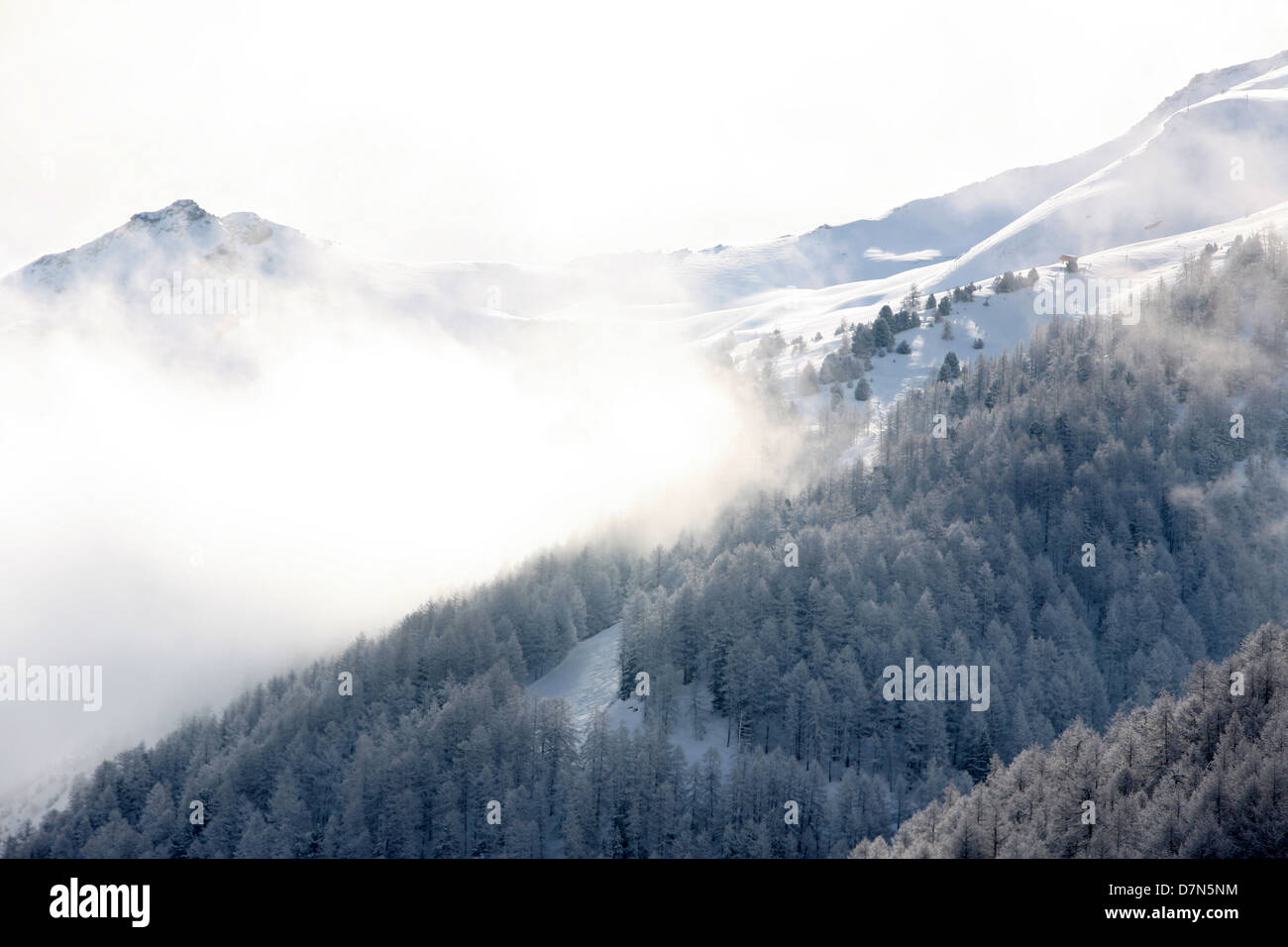 Alpine wood in Winter Stock Photo - Alamy