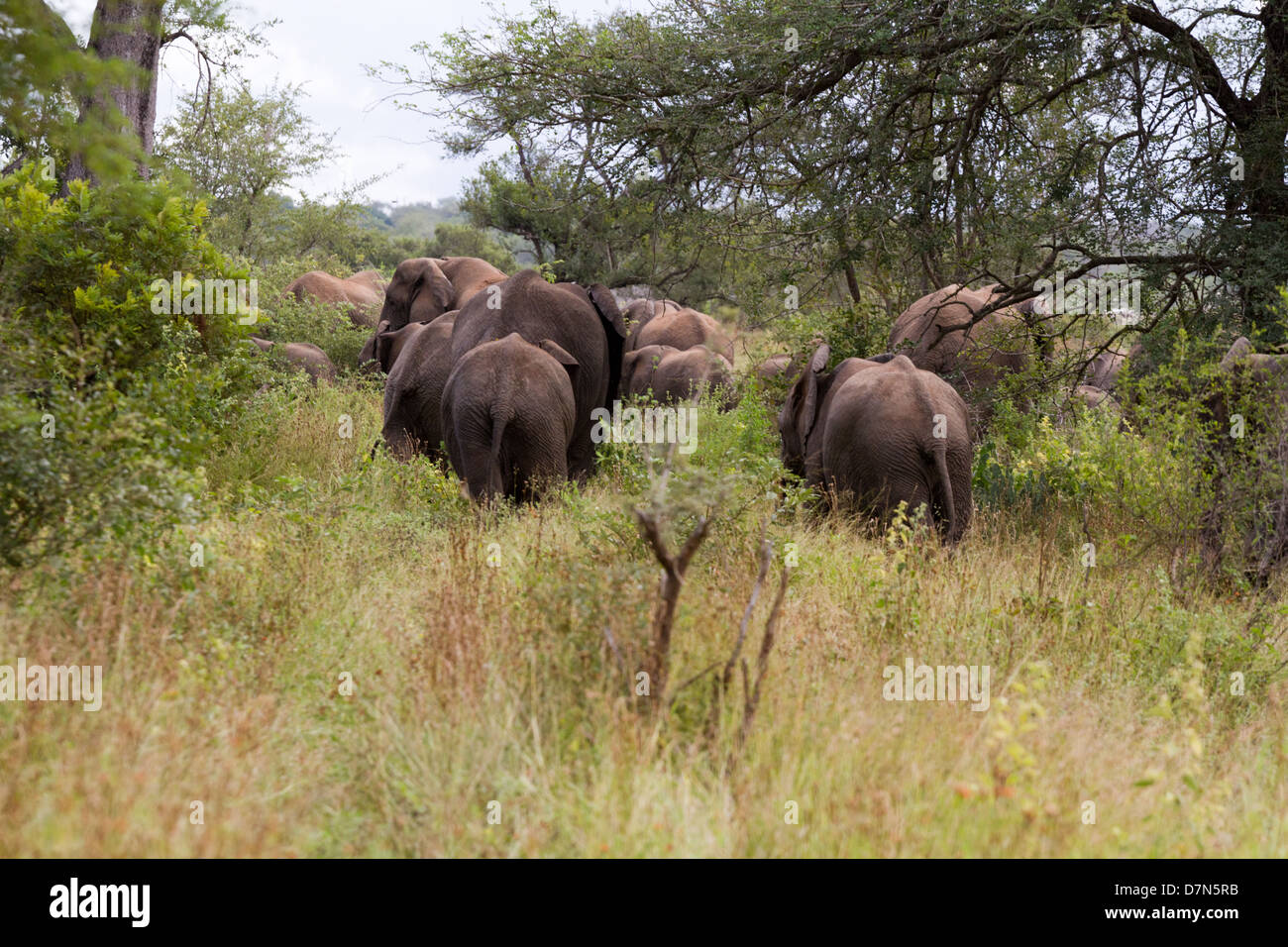 Elephant herd walking away into the bush Stock Photo - Alamy