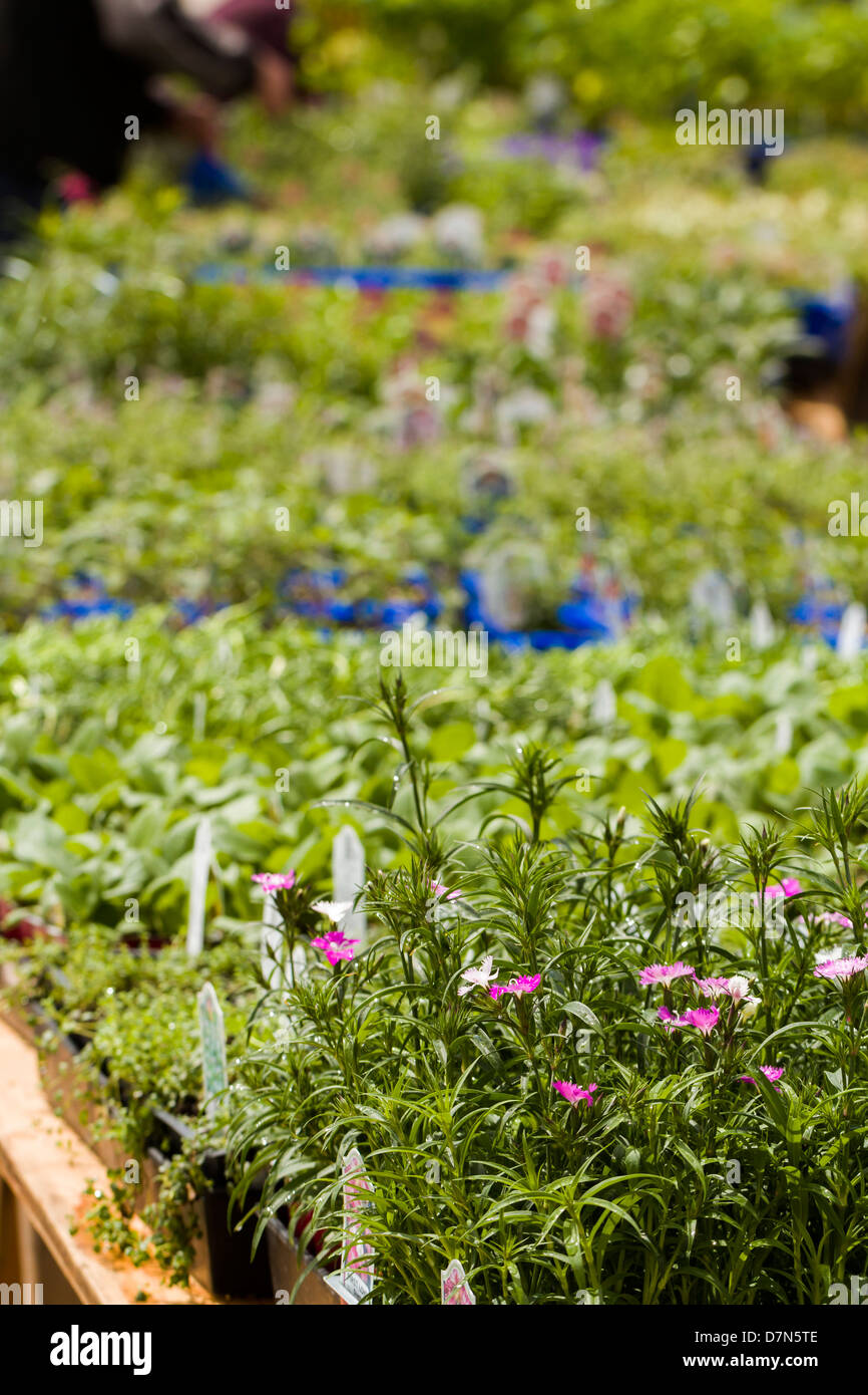Spring flowers on display at local nursery Stock Photo - Alamy