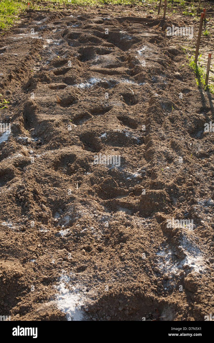 In the spring, lime is added to the recently turned soil in a community ...