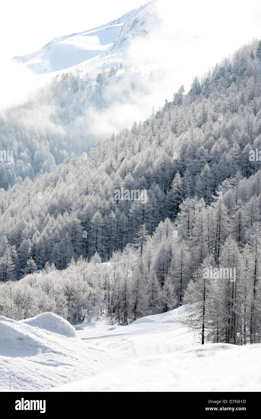 Alpine wood in Winter Stock Photo - Alamy