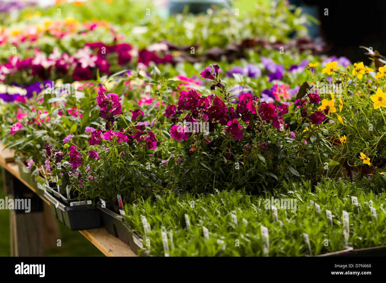 Spring flowers on display at local nursery Stock Photo - Alamy