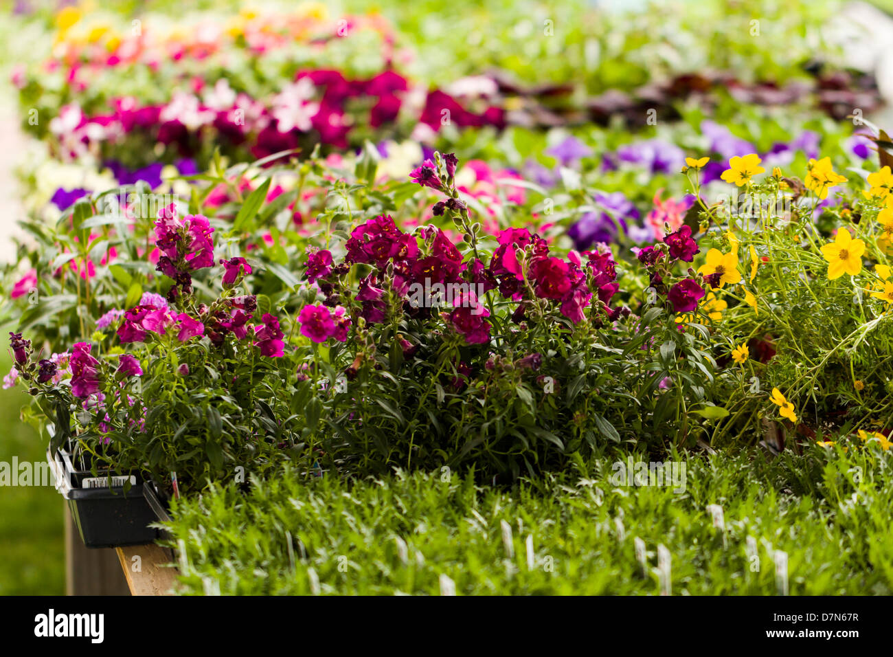 Spring flowers on display at local nursery Stock Photo - Alamy