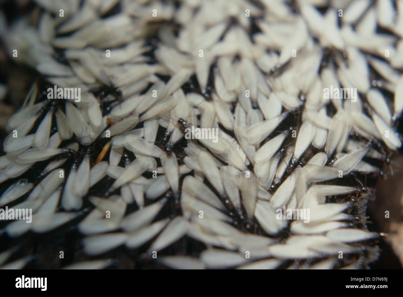 A swarm of flying termites on wood, ©mak Stock Photo - Alamy