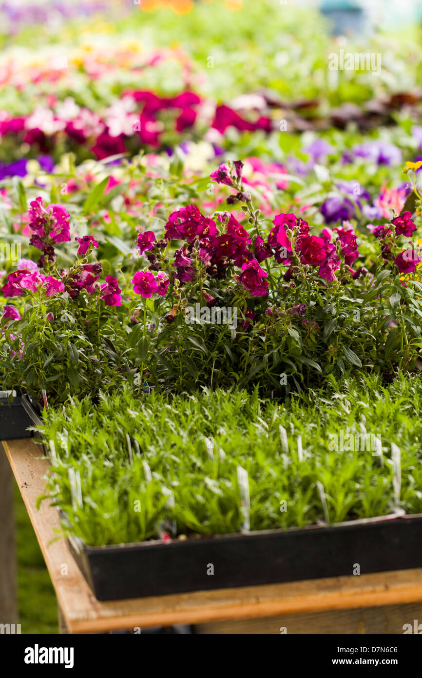 Spring flowers on display at local nursery Stock Photo - Alamy