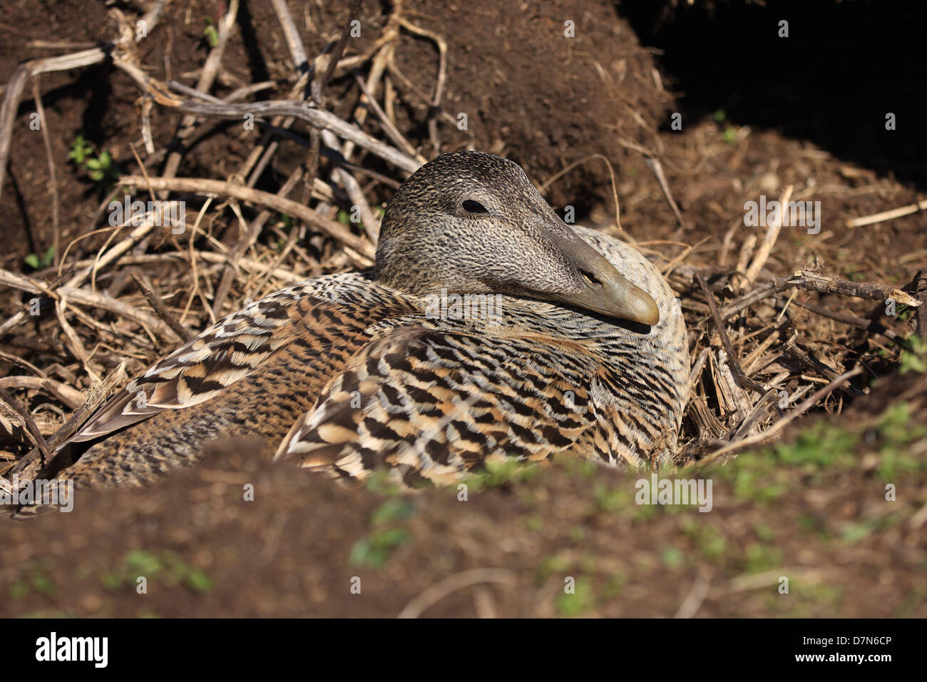 Female eider duck on nest hi-res stock photography and images - Alamy
