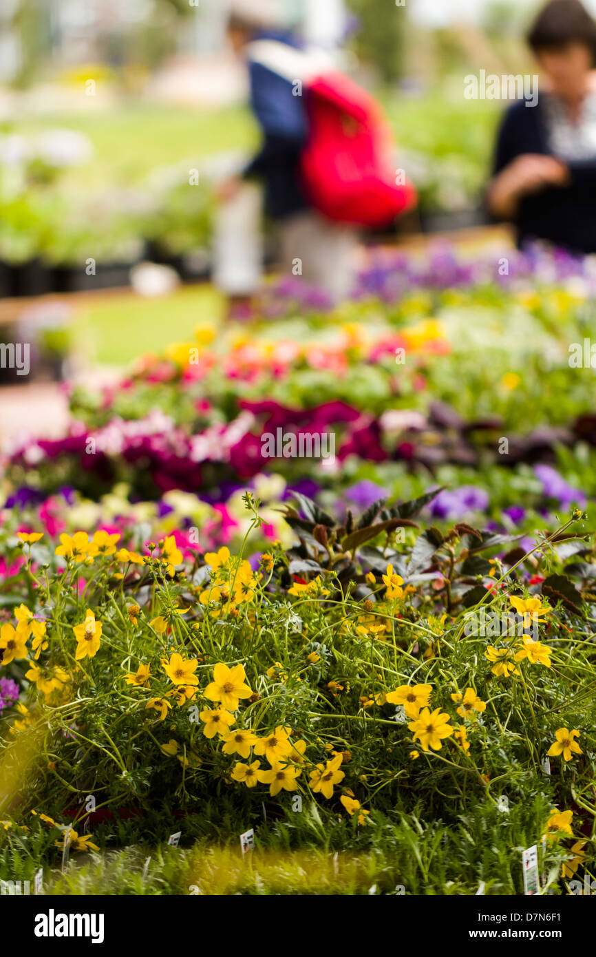 Spring flowers on display at local nursery Stock Photo - Alamy