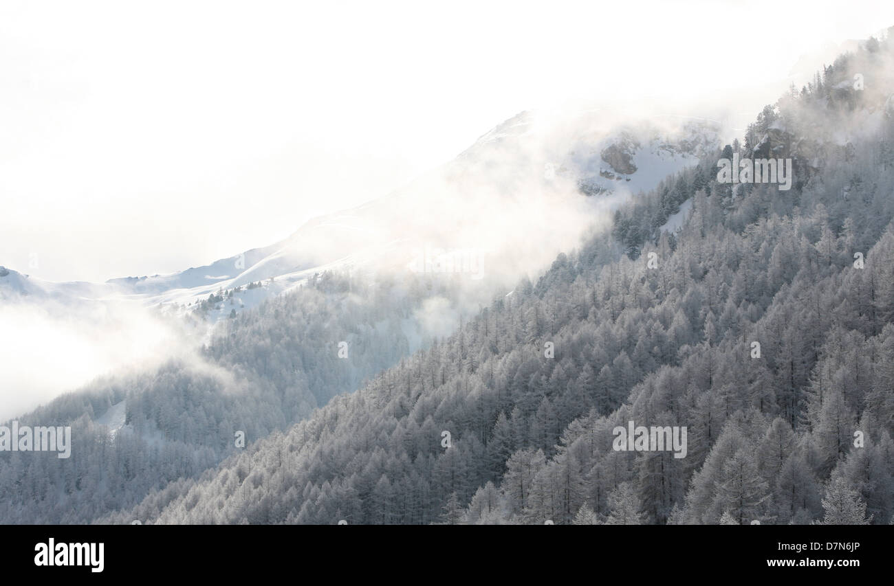 Alpine wood in Winter Stock Photo - Alamy