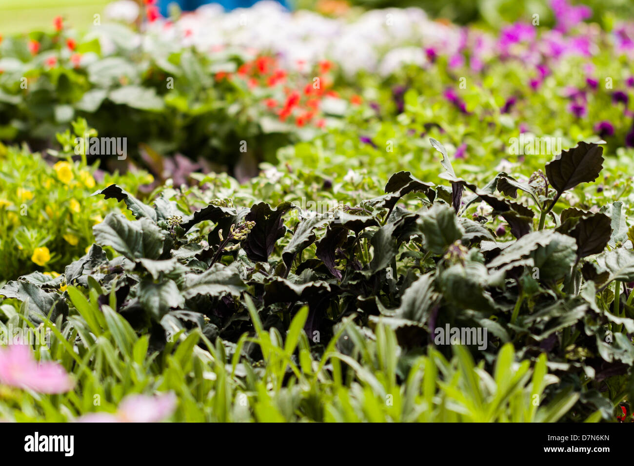 Spring flowers on display at local nursery Stock Photo - Alamy