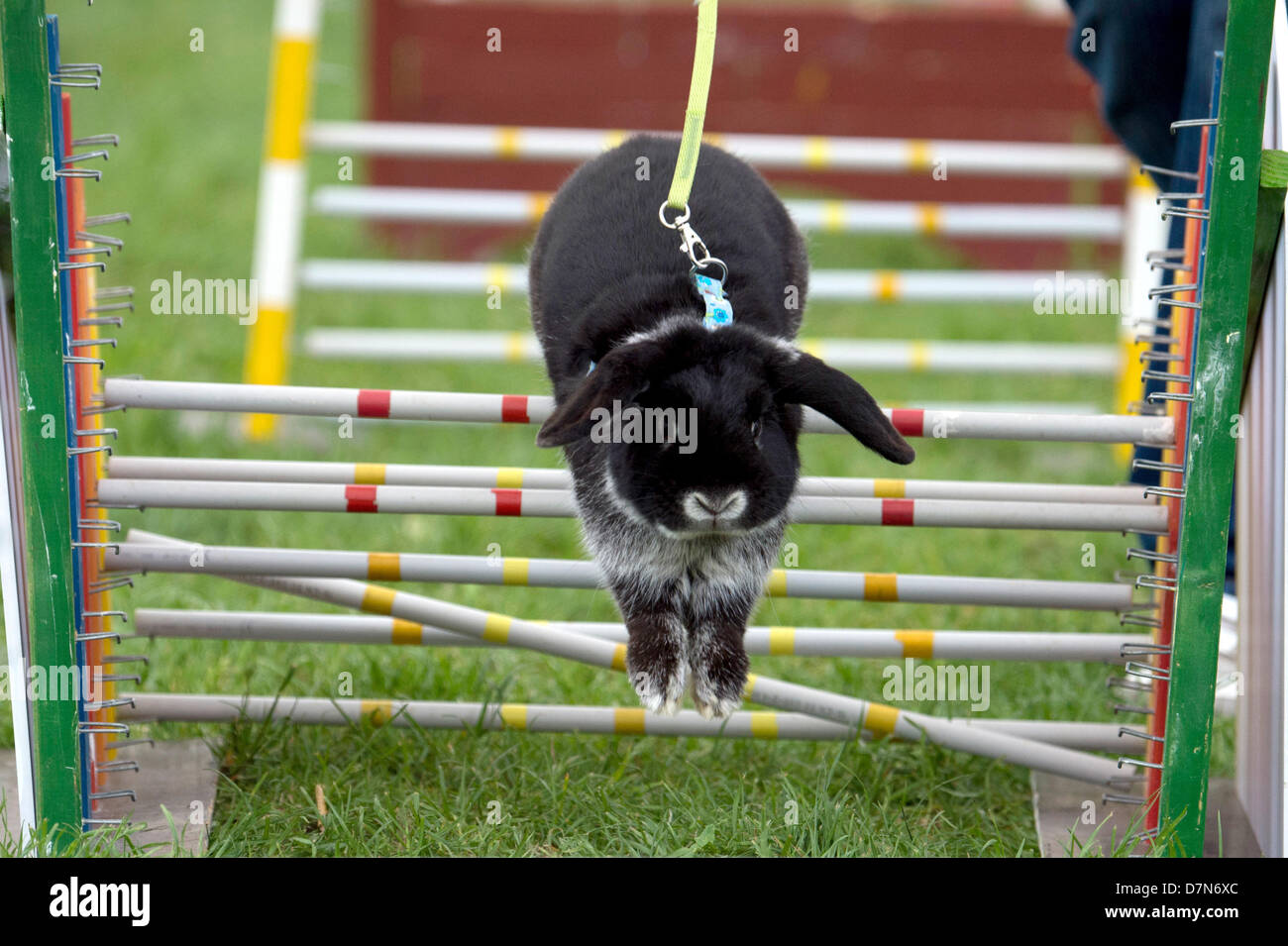 Bunny hop hi-res stock photography and images - Alamy