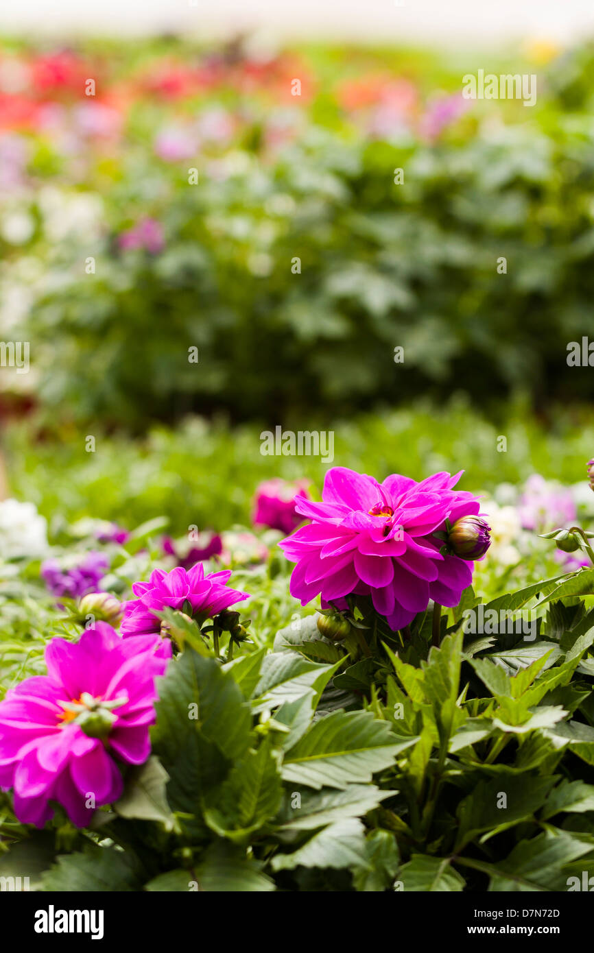 Spring flowers on display at local nursery Stock Photo - Alamy