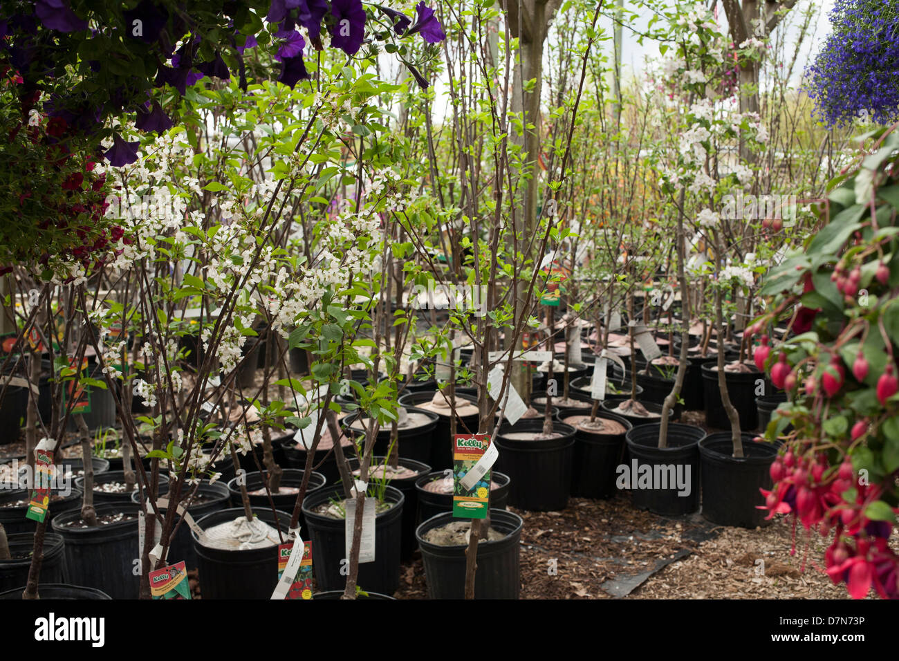 A western Massachusetts nursery has Spring selection of plants for sale ...