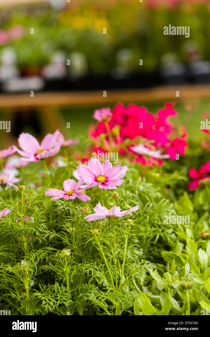 Spring flowers on display at local nursery Stock Photo - Alamy