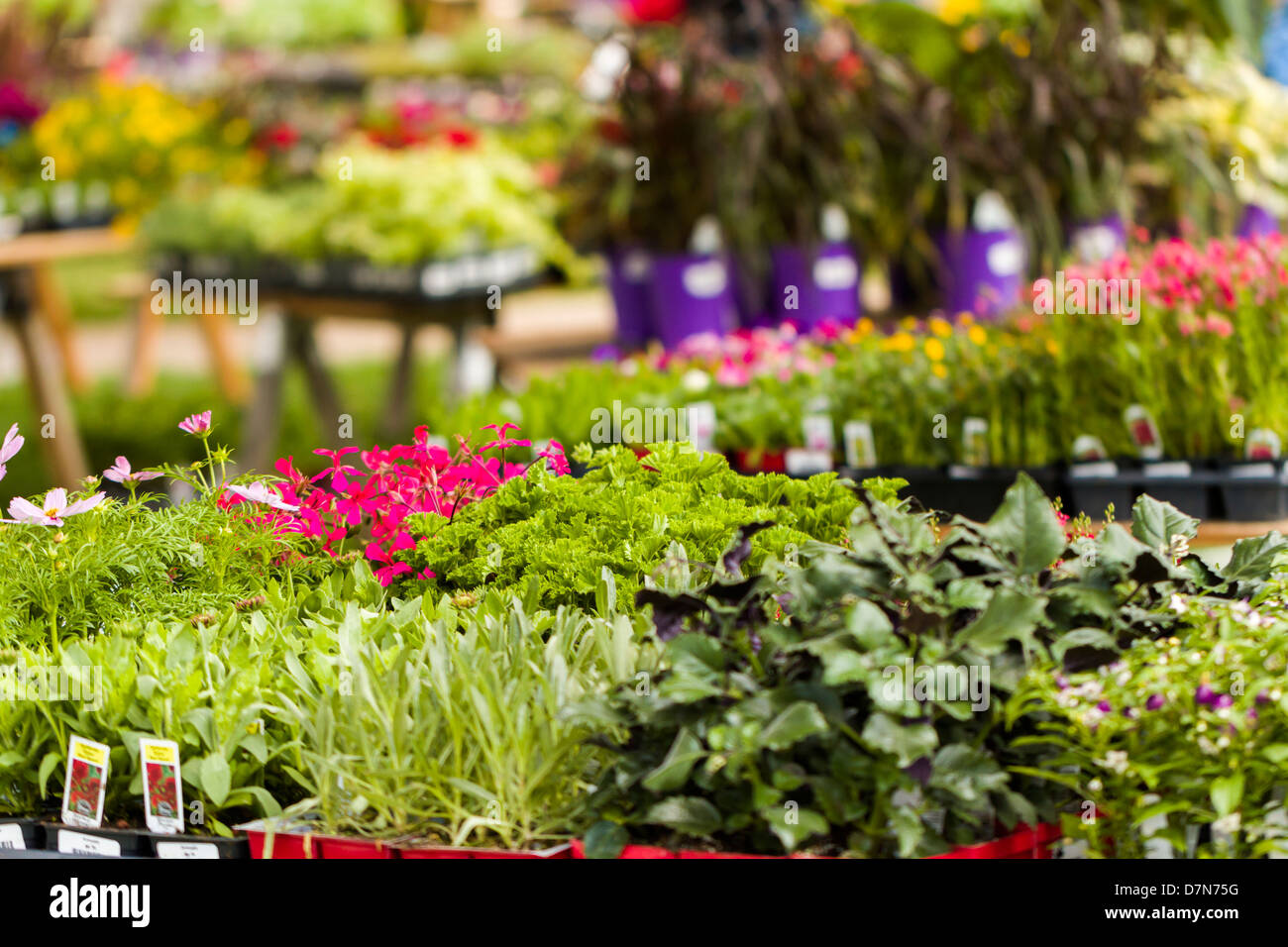 Spring flowers on display at local nursery Stock Photo - Alamy