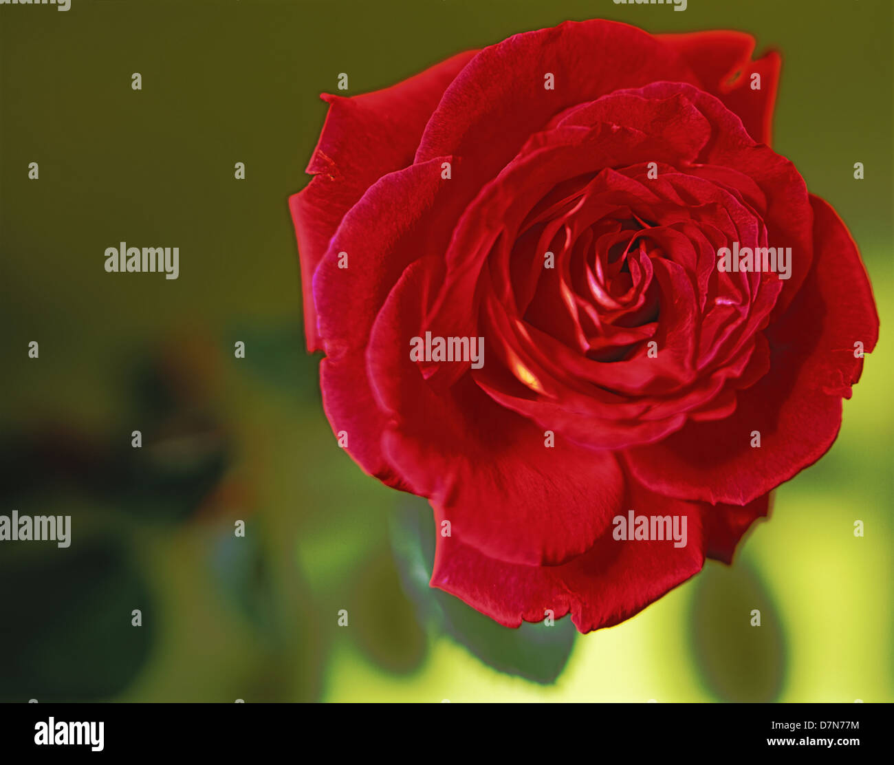 Neon lipstick hi-res stock photography and images - Alamy